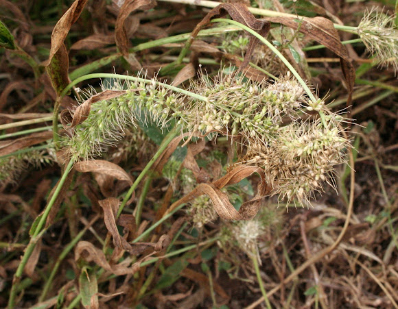 Sticky Weeds With Seeds