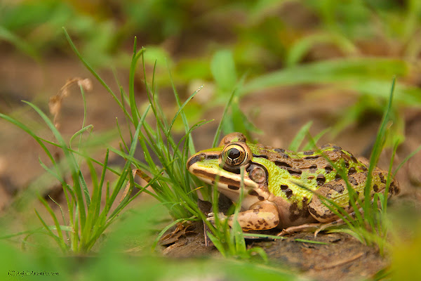 Indian Bullfrog | Project Noah