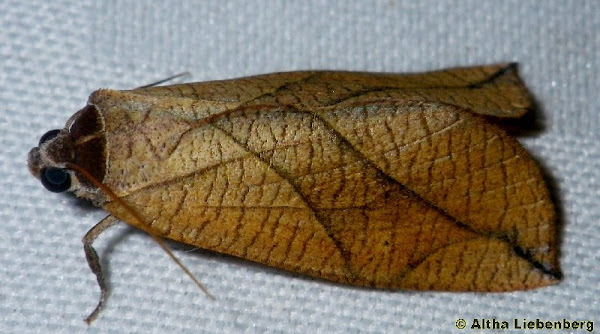 Cattle Eye Moth | Project Noah
