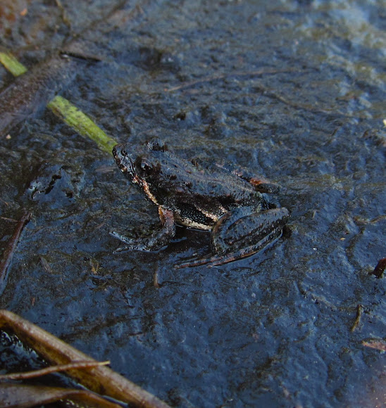 Florida Cricket Frog | Project Noah