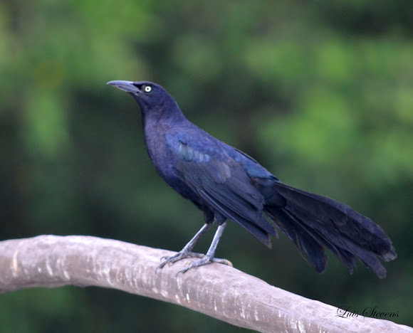 Mexican Grackle | Project Noah