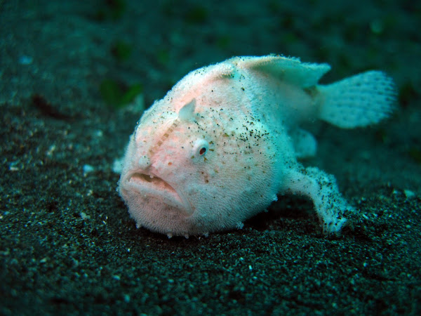 Frog Fish | Project Noah