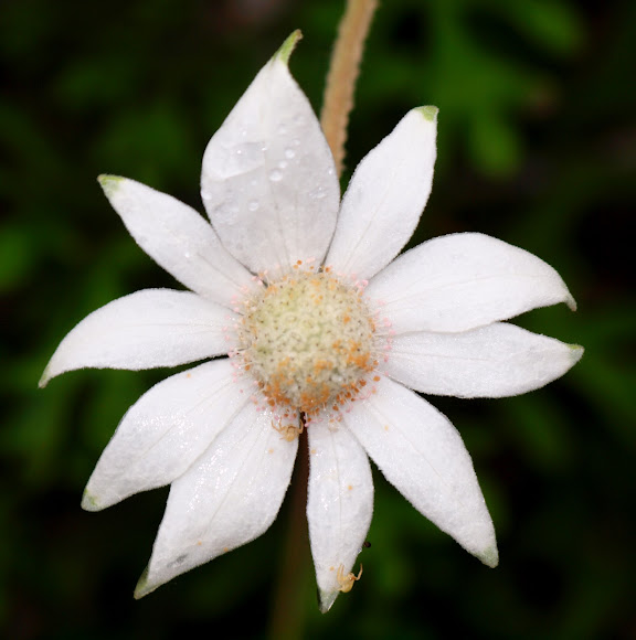 Flannel Flower | Project Noah