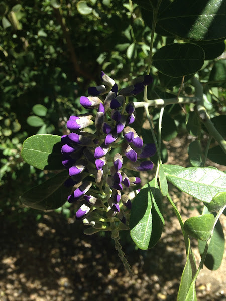 Mescal Bean | Project Noah