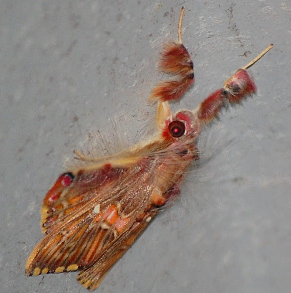 Caramel moth | Project Noah