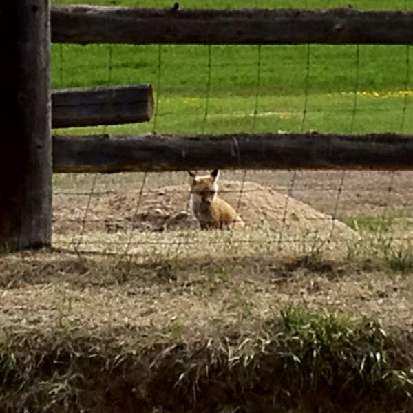 Red fox | Project Noah