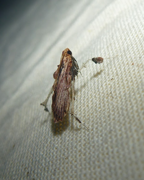 Bark Chip Moth | Project Noah