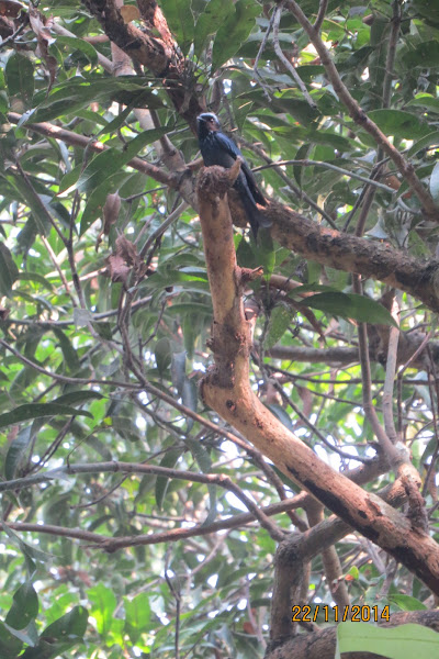 Ashy Drongo | Project Noah