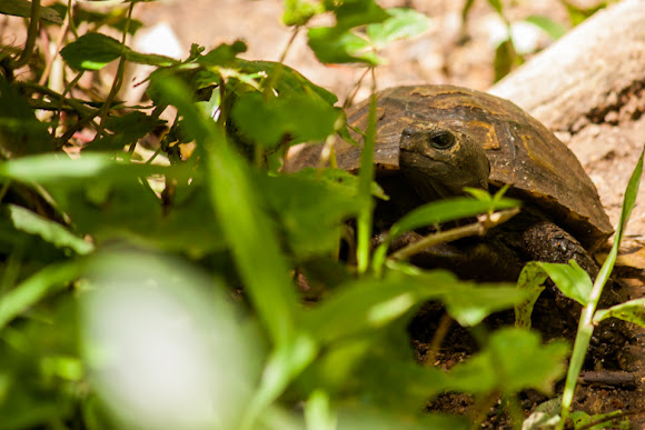 Asian Forest Tortoise | Project Noah
