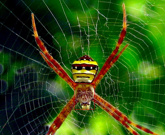 Indian Signature spider | Project Noah