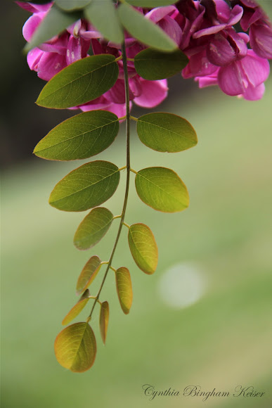 Pink Locust Tree | Project Noah