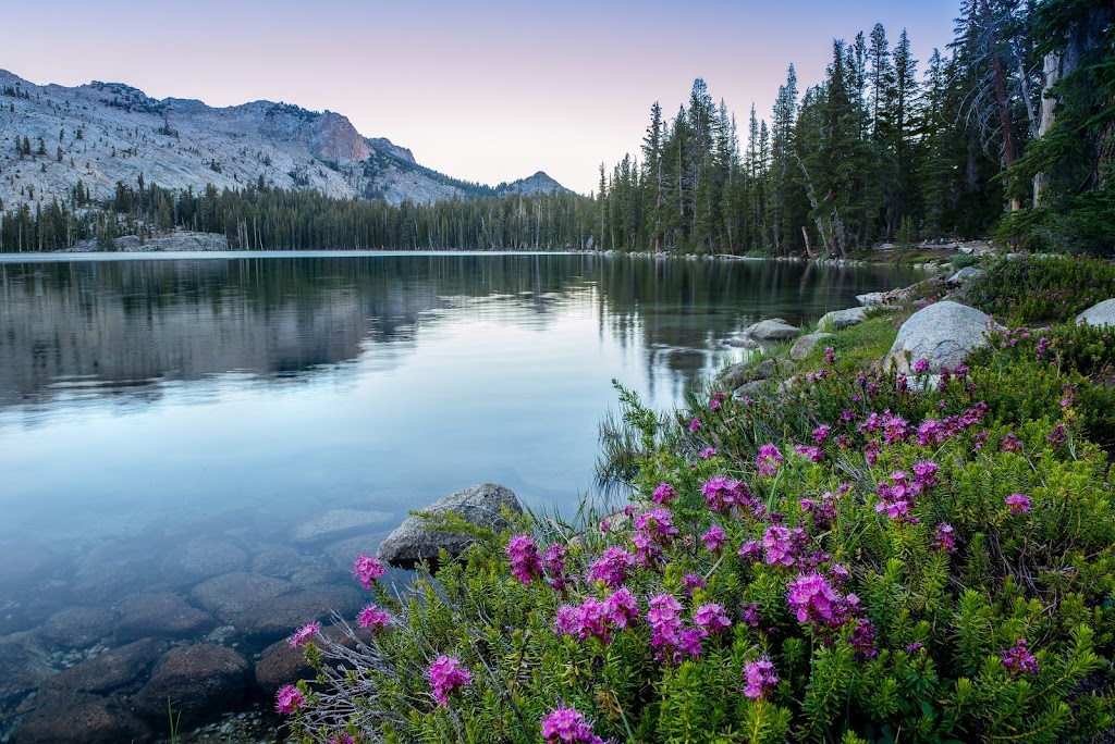 Photo Contest: Wildflower Landscapes | Pixoto