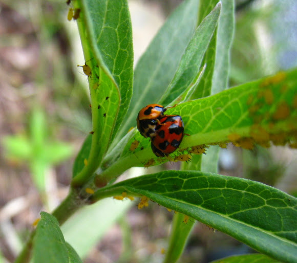 Australian lady beetles (mating) | Project Noah