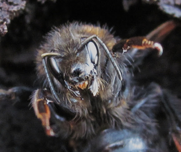 Barbut's Cuckoo-bee (in the hibernation-hideout) | Project Noah