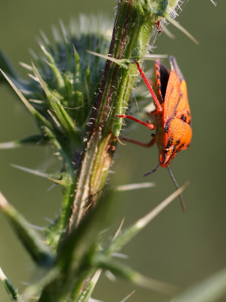 Orange Shield Bug | Project Noah