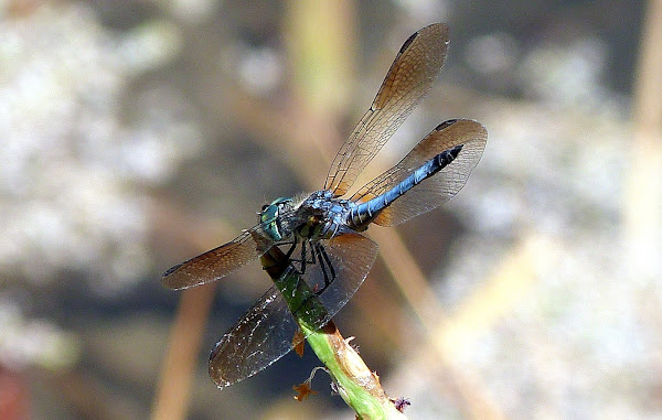 Blue Dasher Dragonfly | Project Noah