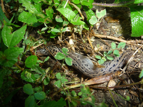 Great Grey Slug | Project Noah