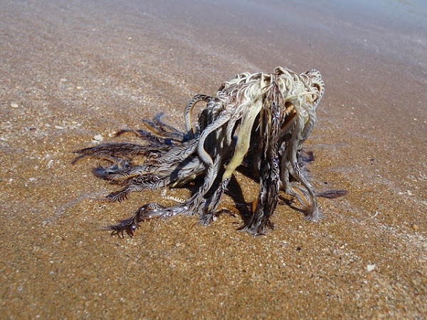 Feather Starfish | Project Noah