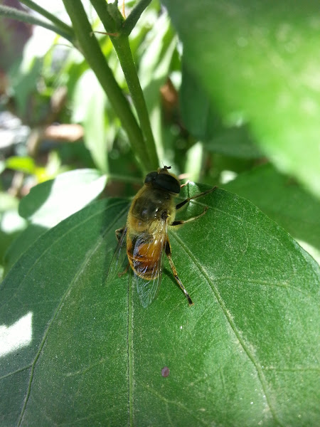 honey bee | Project Noah