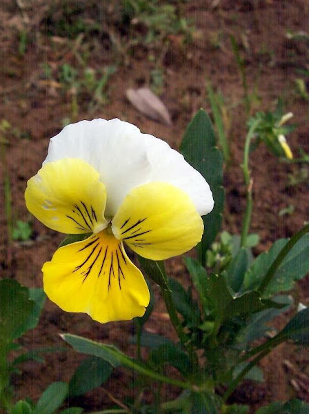 Pansy | Project Noah