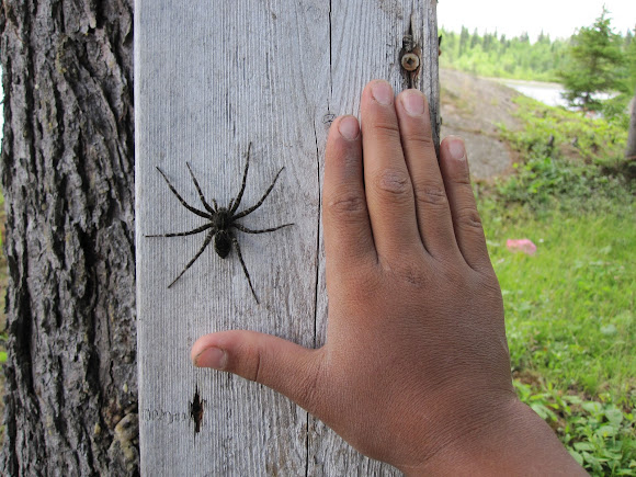 Dark Fishing Spider