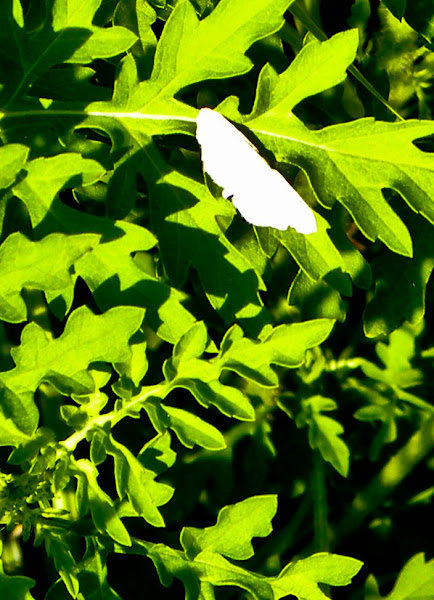 Elm Spanworm moth | Project Noah