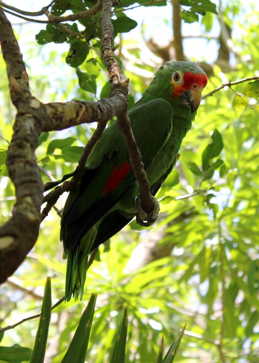 Red-lored Amazon Parrot | Project Noah