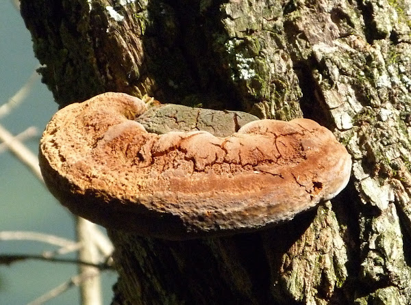 Beefsteak fungus | Project Noah
