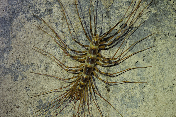 Long-legged Cave Centipede | Project Noah