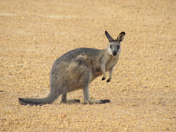 Western Brush Wallaby | Project Noah