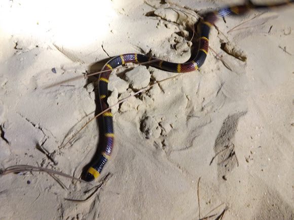 Eastern Coral Snake | Project Noah