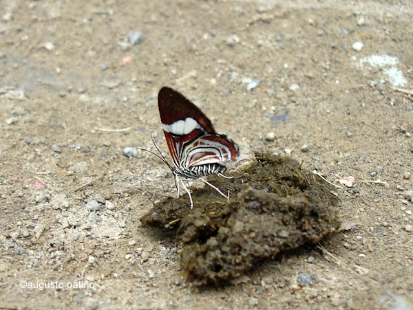 Geometrid moth | Project Noah
