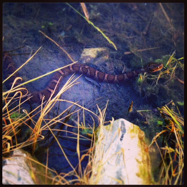 Northern, Midland Water snake | Project Noah
