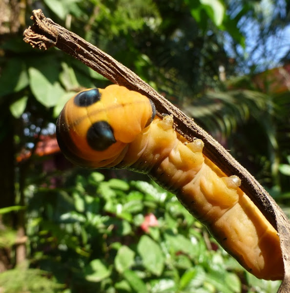 Oleander Hawk Moth (prepupal lava) | Project Noah
