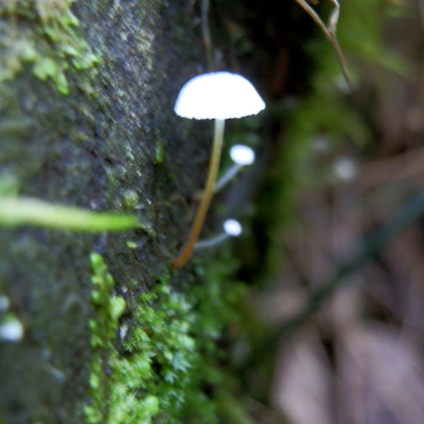 Marasmius | Project Noah