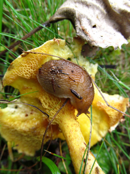 Common Garden Slug | Project Noah