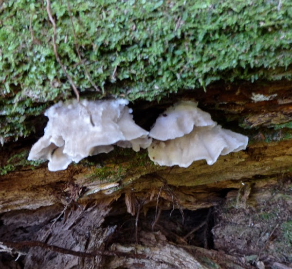 Merulius | Project Noah