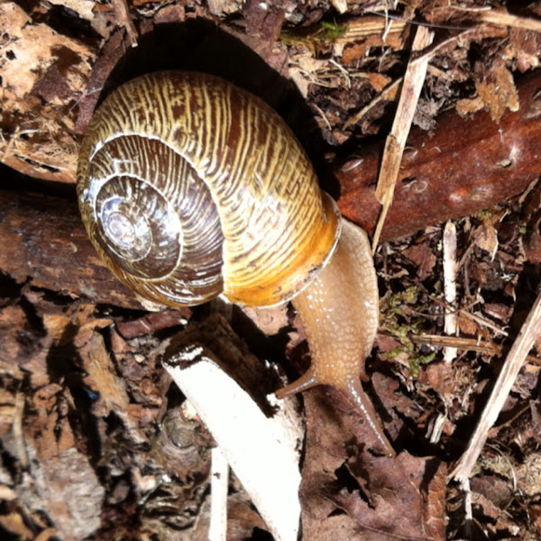 Snail | Project Noah