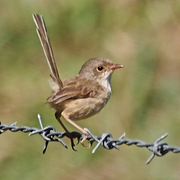 Red-backed Fairy-wren (female) | Project Noah