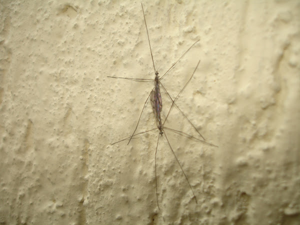 Zancudos o mosquitos | Project Noah