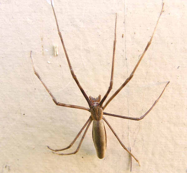 Ogre-faced Spider | Project Noah