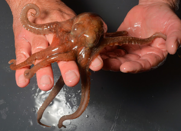 Tidepool Octopus | Project Noah
