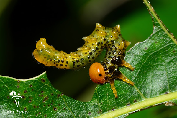Birch Sawfly | Project Noah