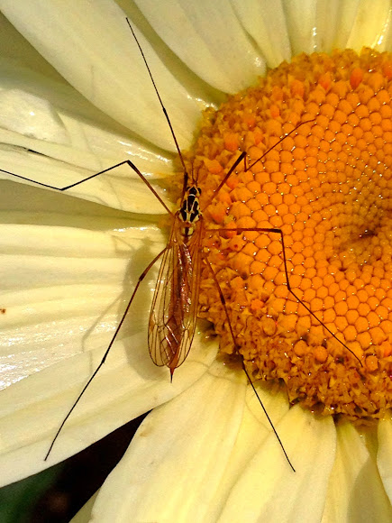 Spotted crane fly | Project Noah