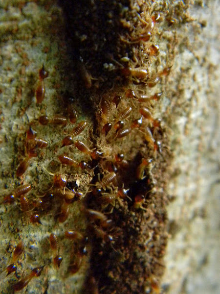 Nasute termites | Project Noah