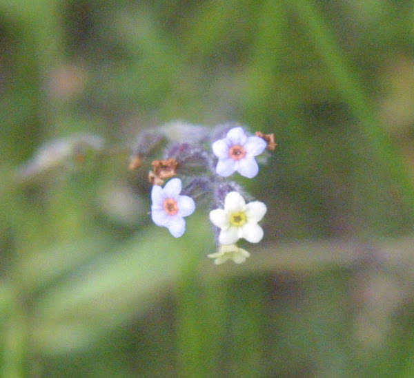 Changing Forget-me-not | Project Noah