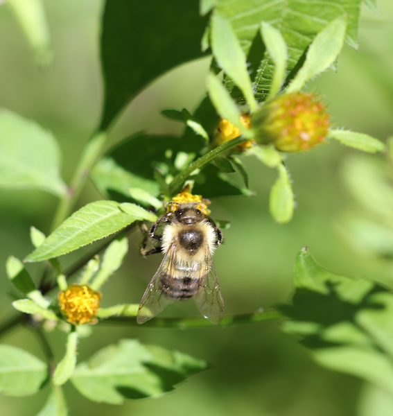 bumblebee | Project Noah