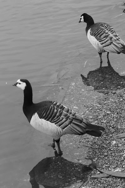 Barnacle Goose | Project Noah