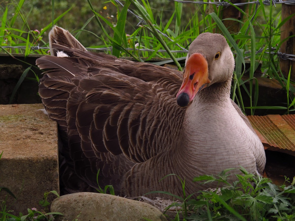 Gansa | Project Noah