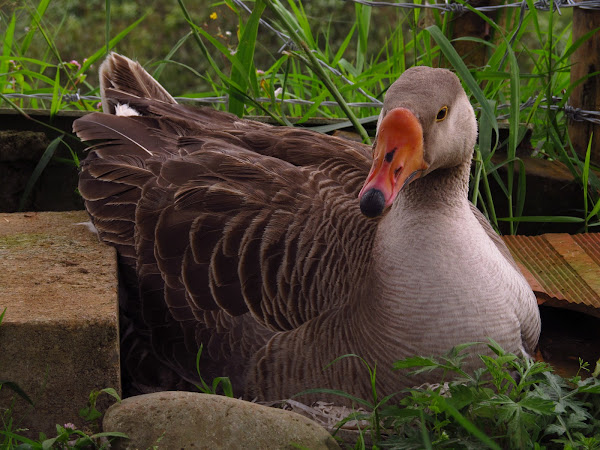 Gansa | Project Noah